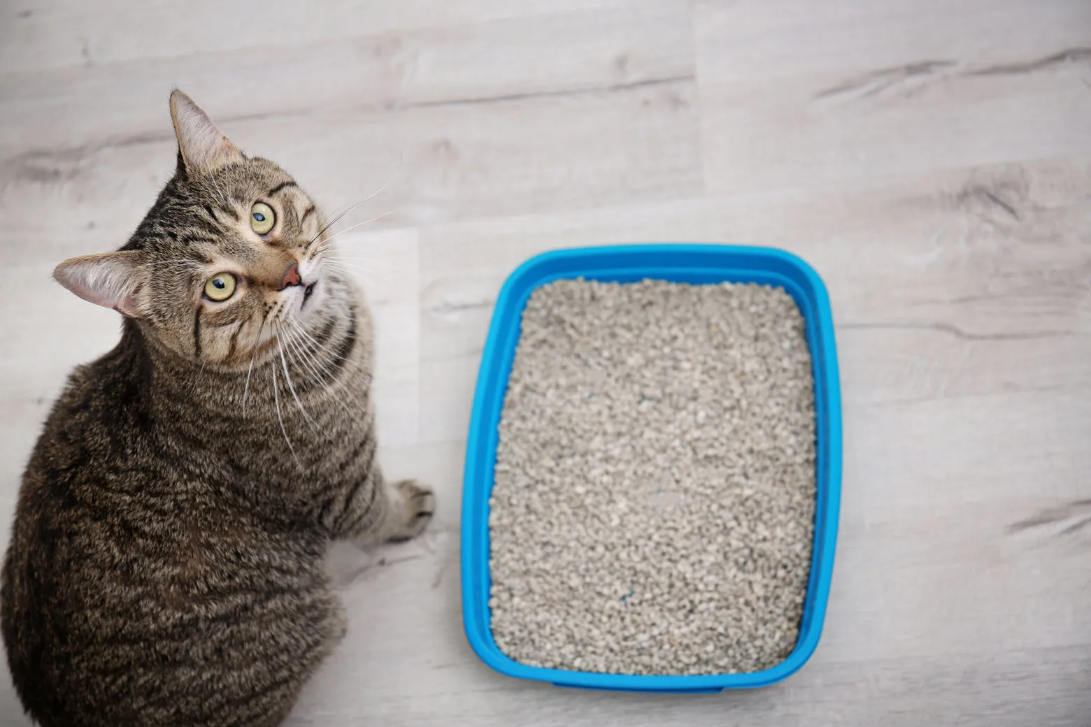 7 Best Cat Litter for Odor Control in 2025: Top Picks for Fresh Homes ...