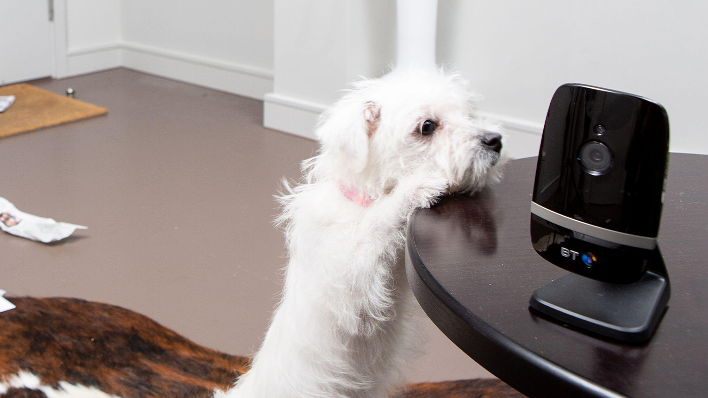 7 Best Pet Cameras in 2025: Enhance Home Security with Smart Monitoring ...